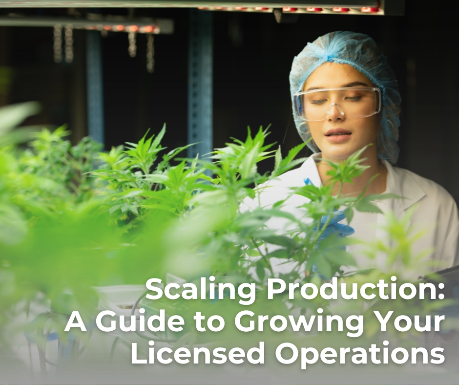 Scaling Production: A Guide to Growing Your Licensed Operations - Green ...